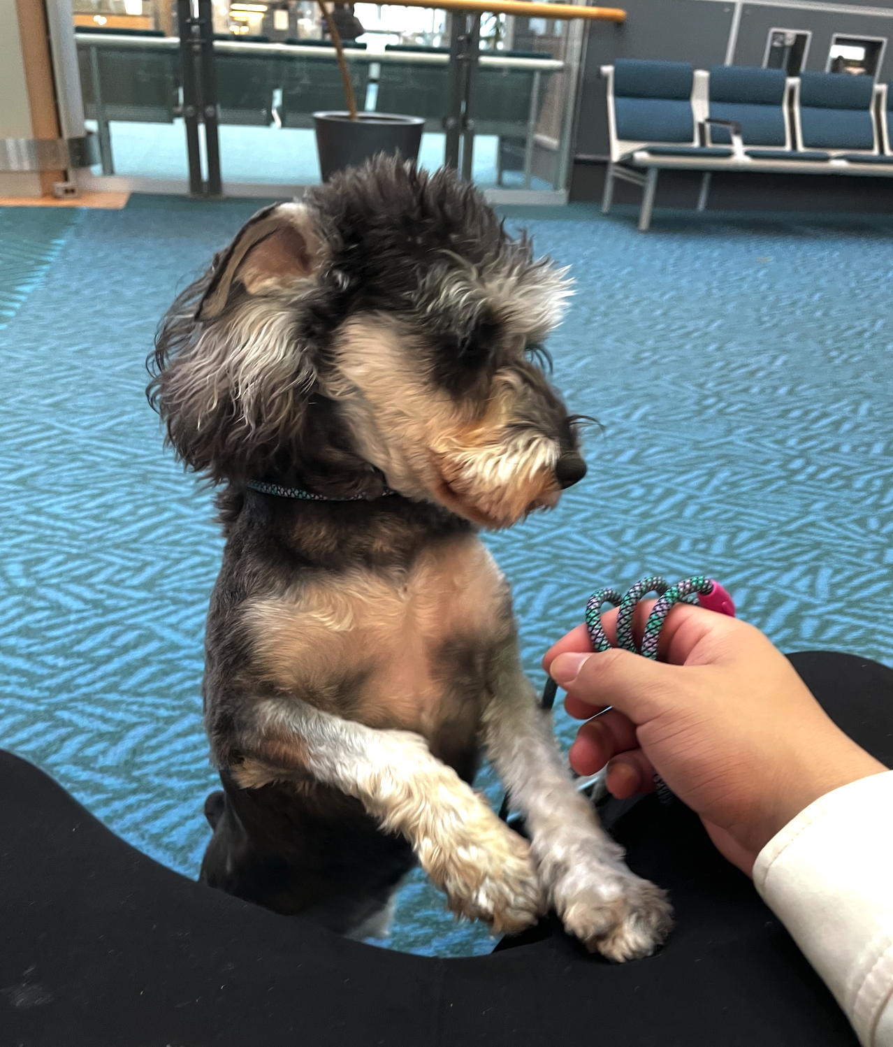 Animal Friends - Zikai Zhang